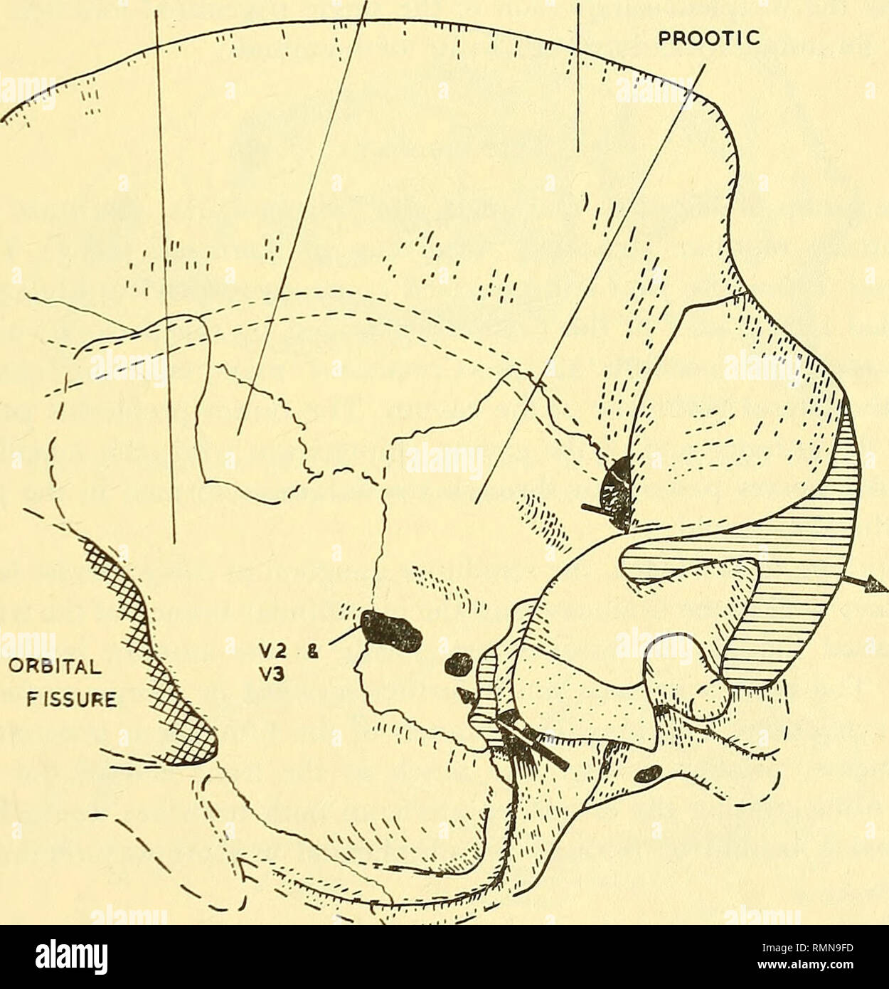 . Annals of the South African Museum = Annale van die Suid-Afrikaanse ...