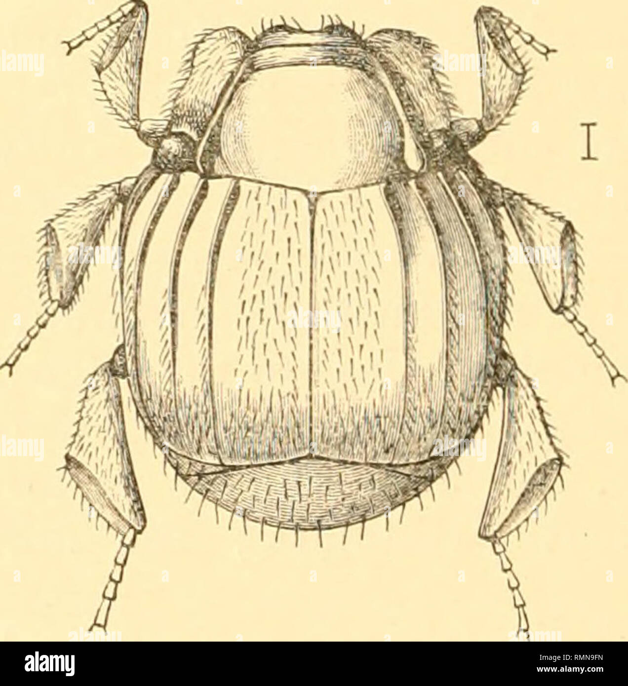 Crenula hi-res stock photography and images - Alamy