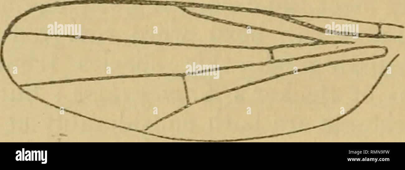 Pachylophus hi-res stock photography and images - Alamy