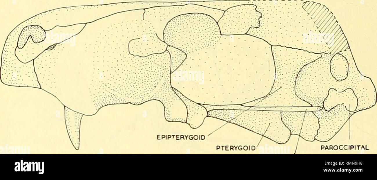 . Annals of the South African Museum = Annale van die Suid-Afrikaanse ...