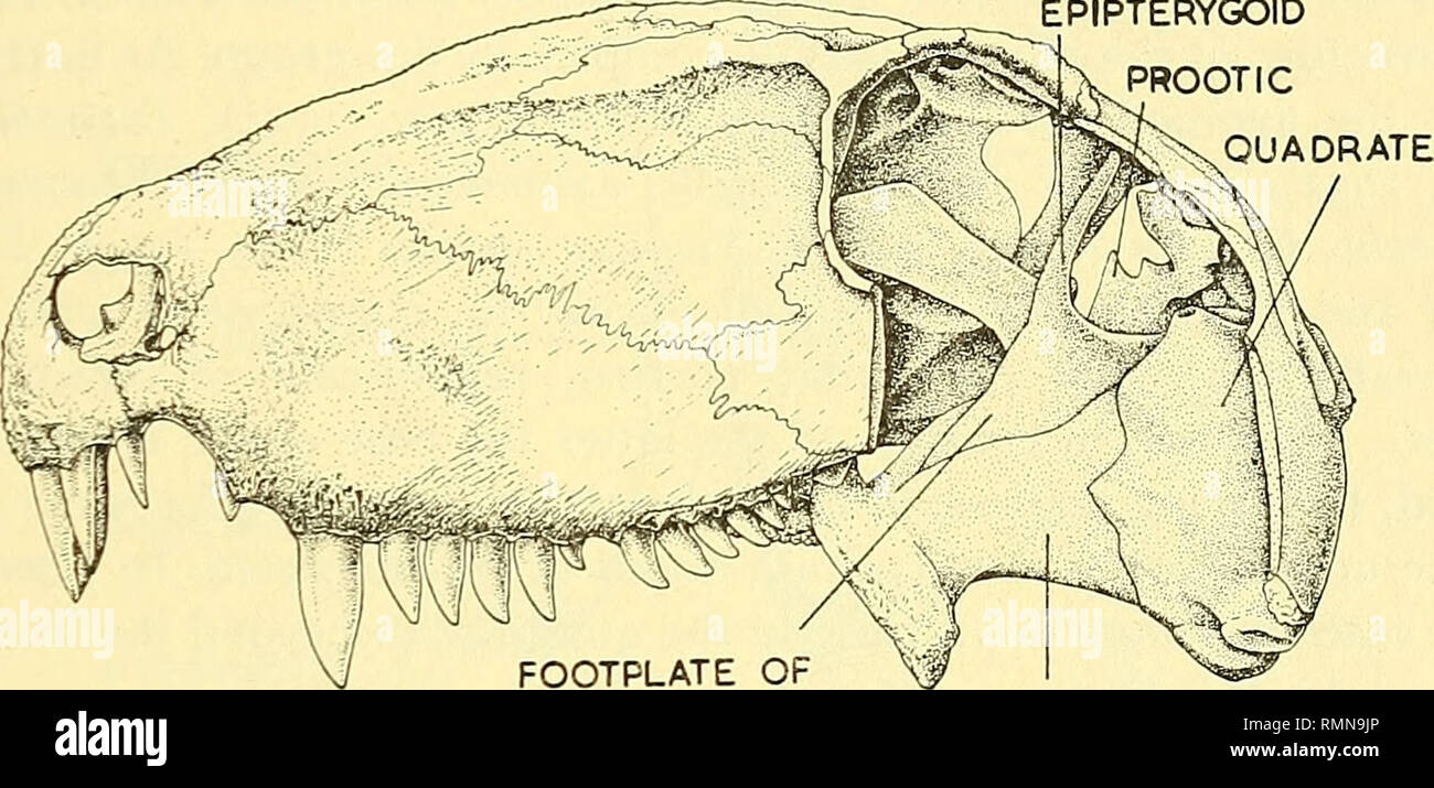 . Annals of the South African Museum = Annale van die Suid-Afrikaanse ...