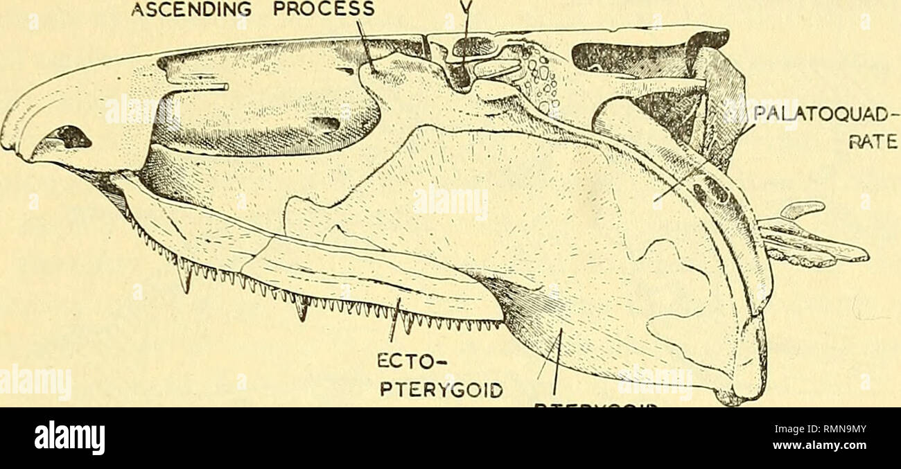. Annals of the South African Museum = Annale van die Suid-Afrikaanse ...