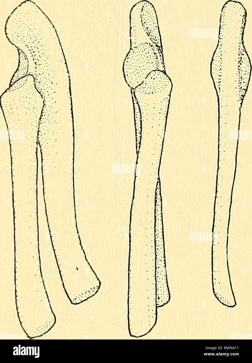 . Annals of the South African Museum = Annale van die Suid-Afrikaanse ...