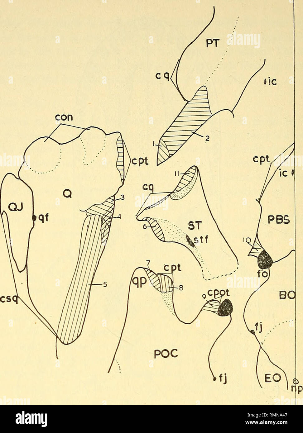 . Annals of the South African Museum = Annale van die Suid-Afrikaanse ...