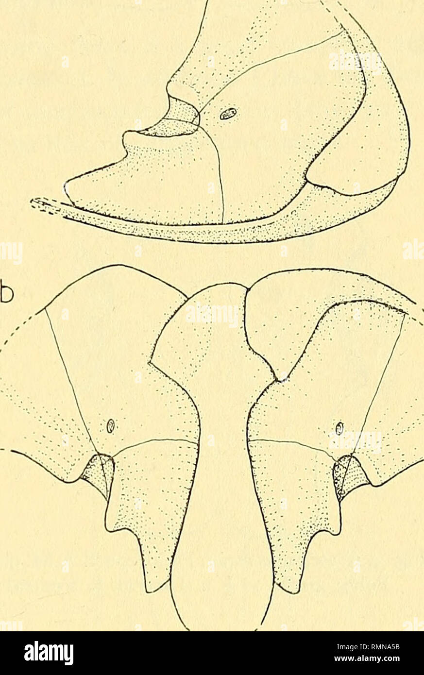 . Annals of the South African Museum = Annale van die Suid-Afrikaanse ...