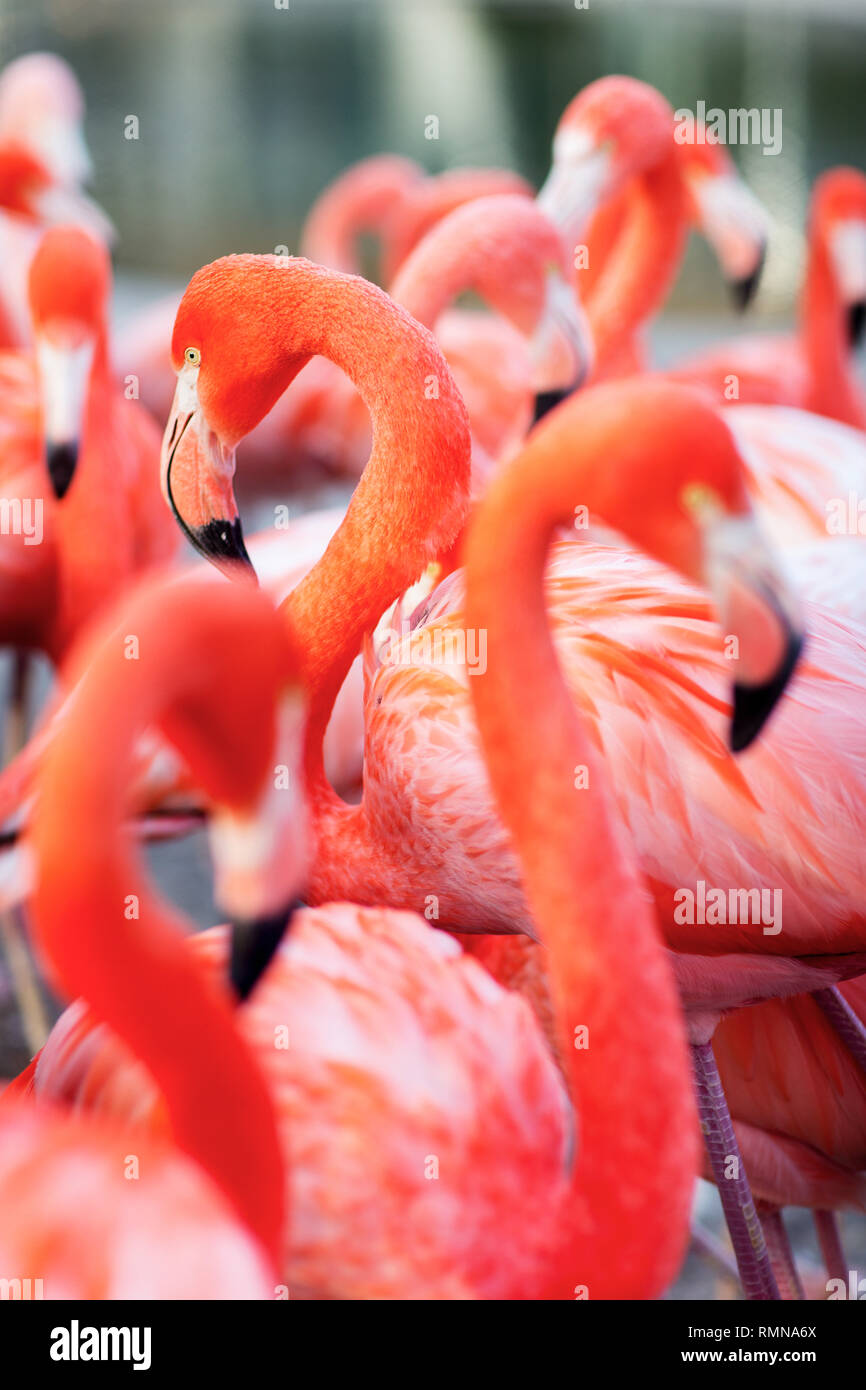 Flamingo animals hi-res stock photography and images - Alamy