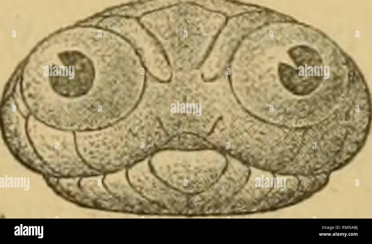 Snake Fangs Front High Resolution Stock Photography and Images - Alamy