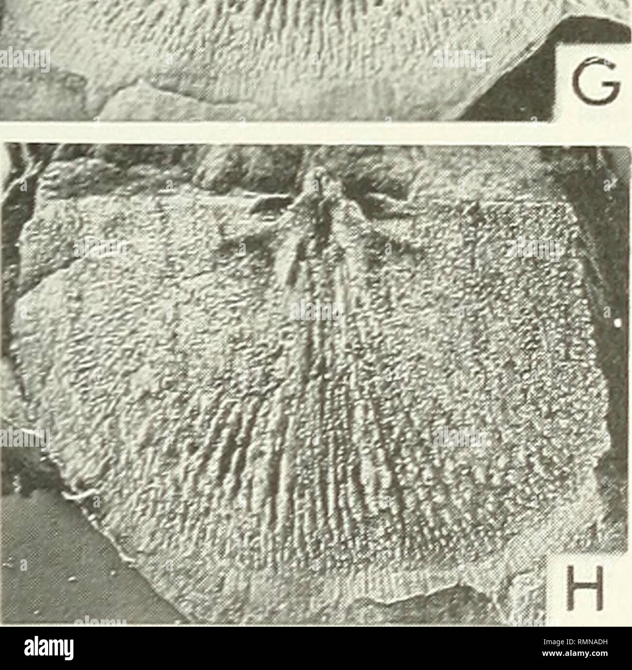 . Annals of the South African Museum = Annale van die Suid-Afrikaanse ...