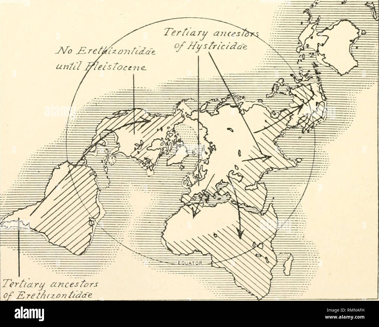 Hystricomorphs hi-res stock photography and images - Alamy