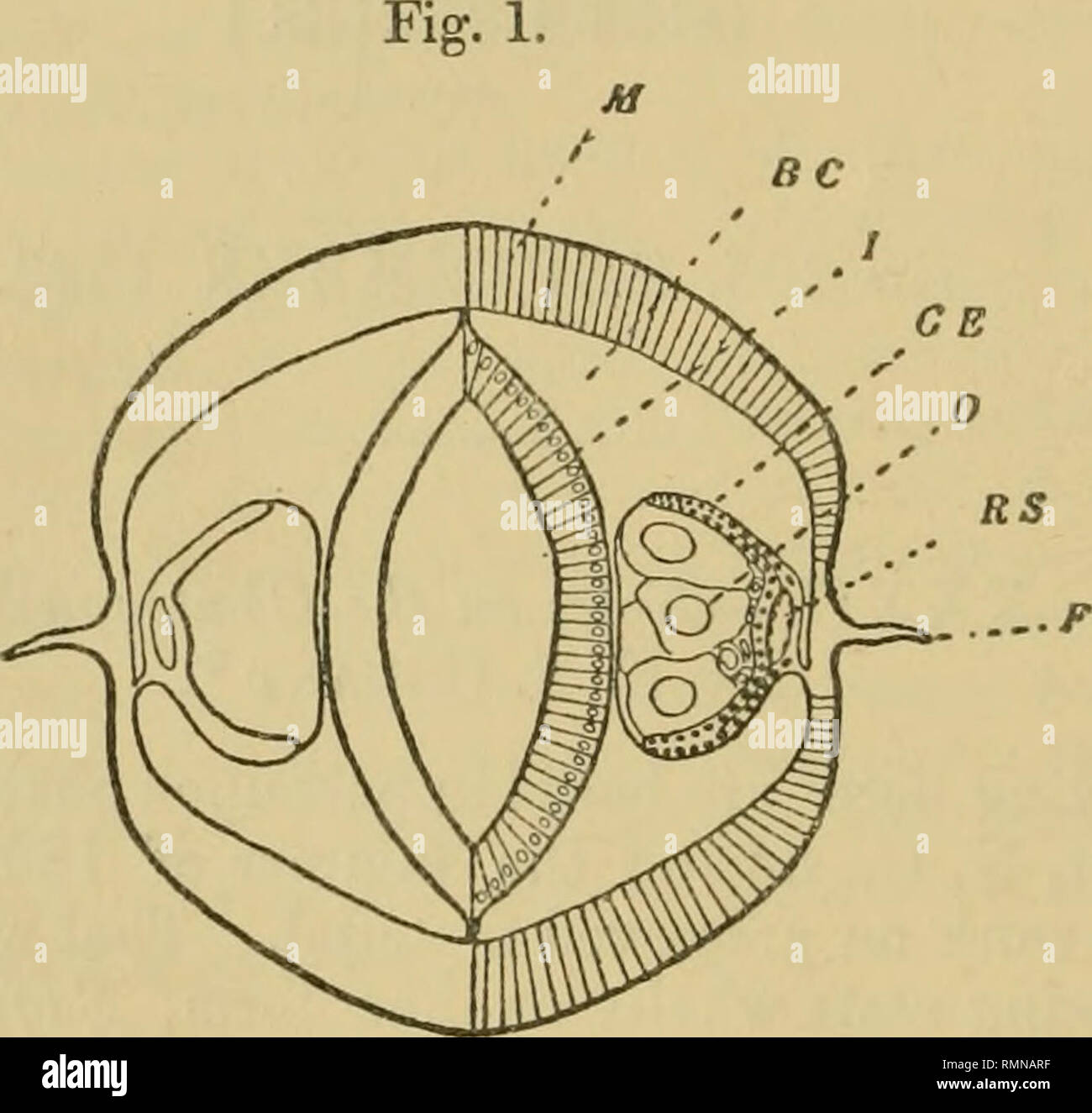 . The Annals and magazine of natural history; zoology, botany, and ...