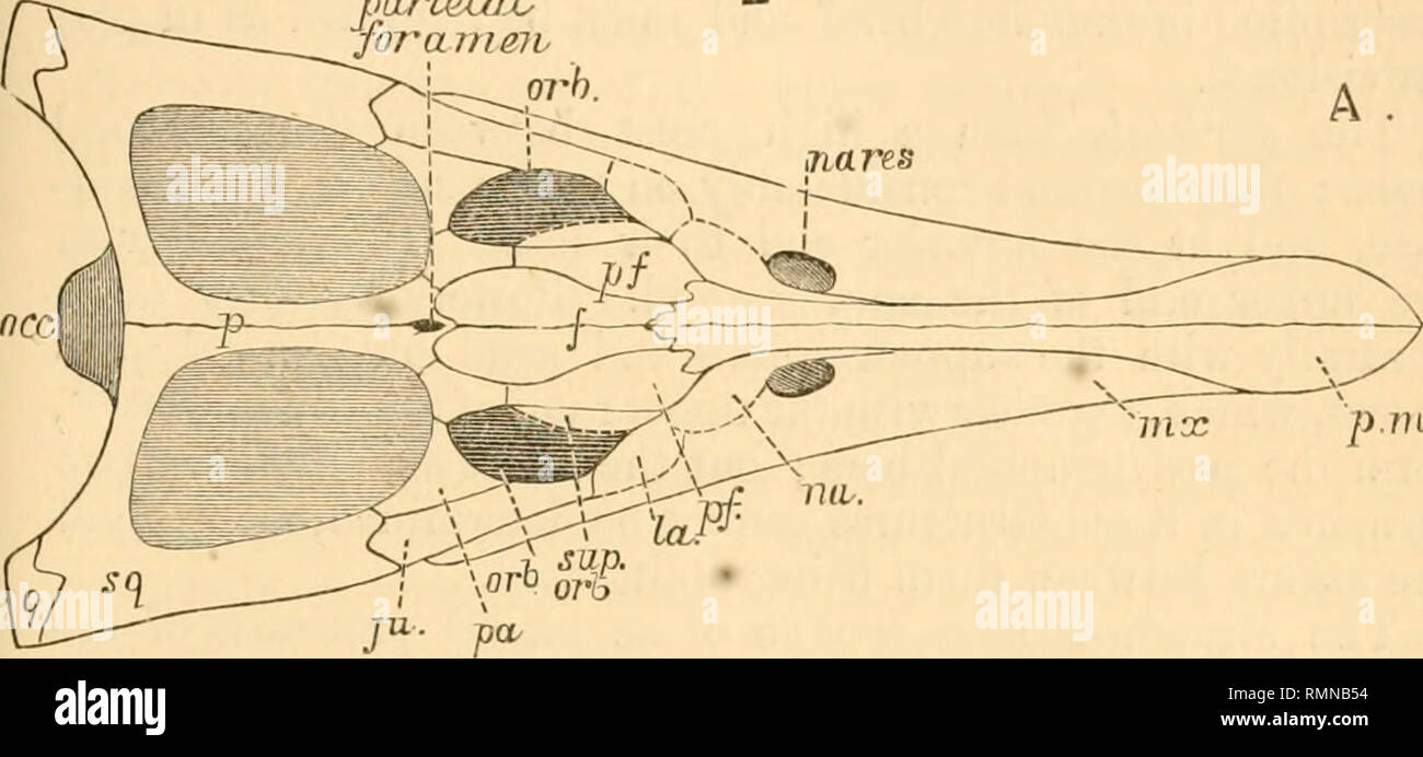 . The Annals and magazine of natural history; zoology, botany, and ...