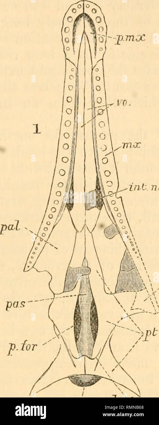 Internal nares hi-res stock photography and images - Alamy