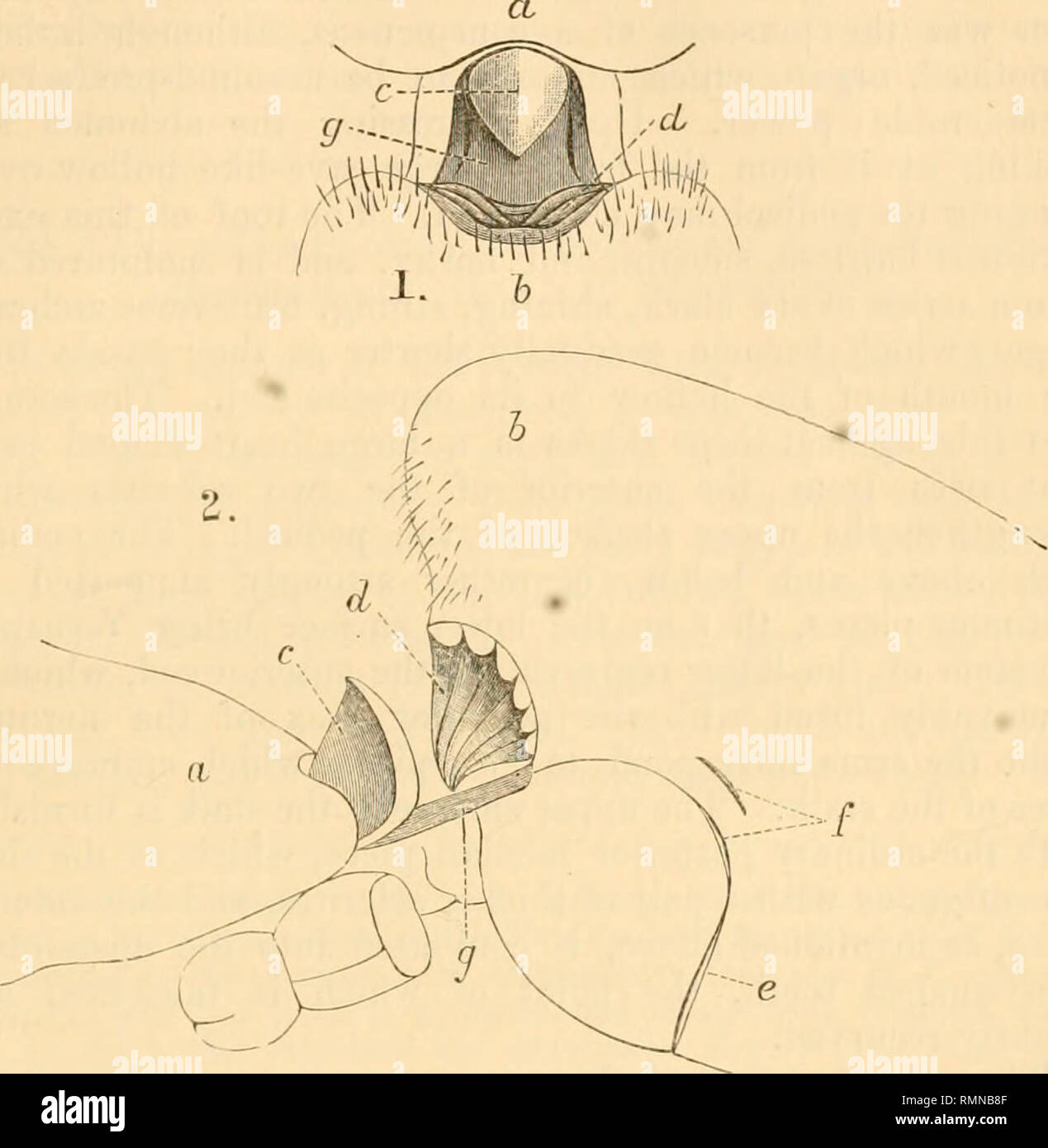 . The Annals and magazine of natural history; zoology, botany, and ...