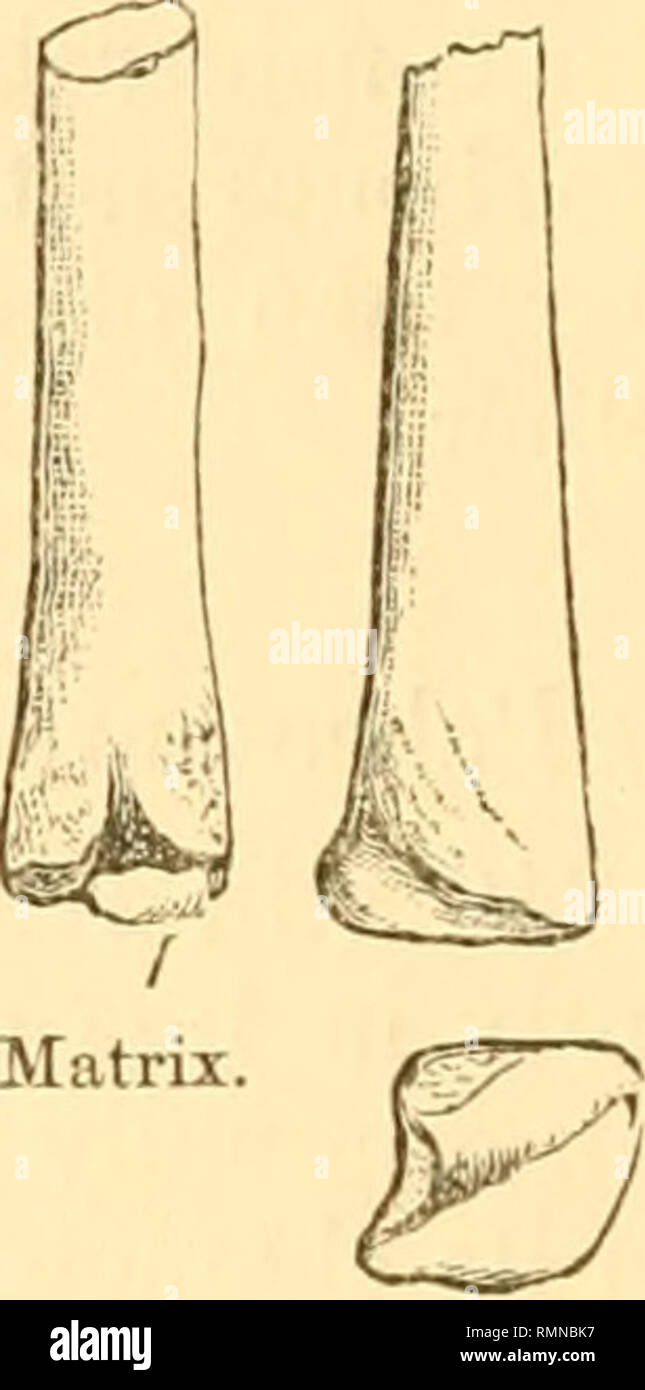 Articular surface for tibia on the astragalus hi-res stock photography ...