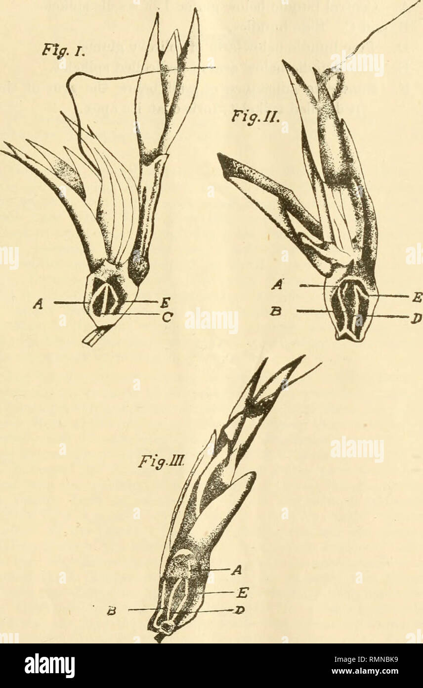 Botanical dissection hi-res stock photography and images - Alamy