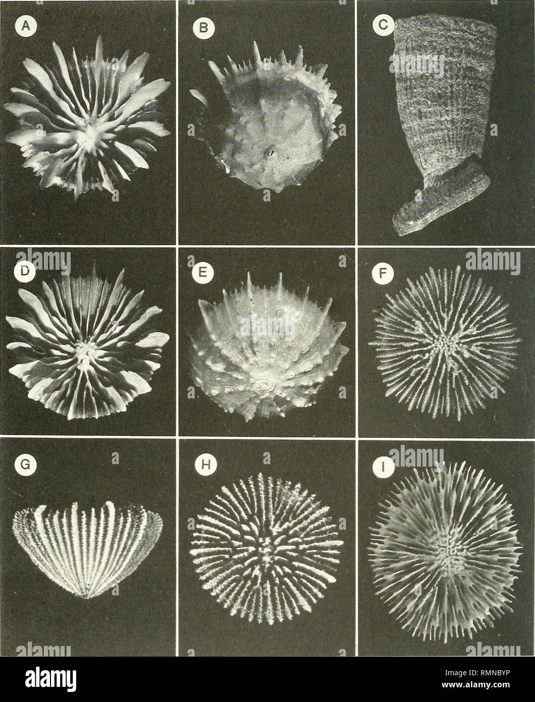 . Annals of the South African Museum = Annale van die Suid-Afrikaanse ...