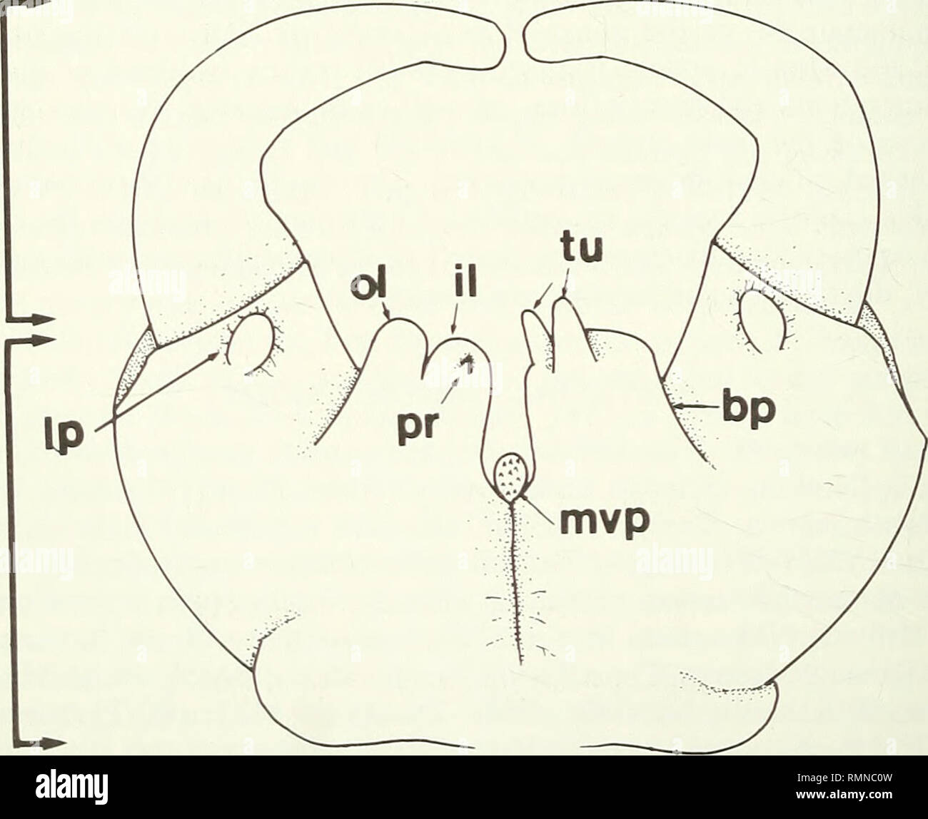 . Annals of the South African Museum = Annale van die Suid-Afrikaanse ...