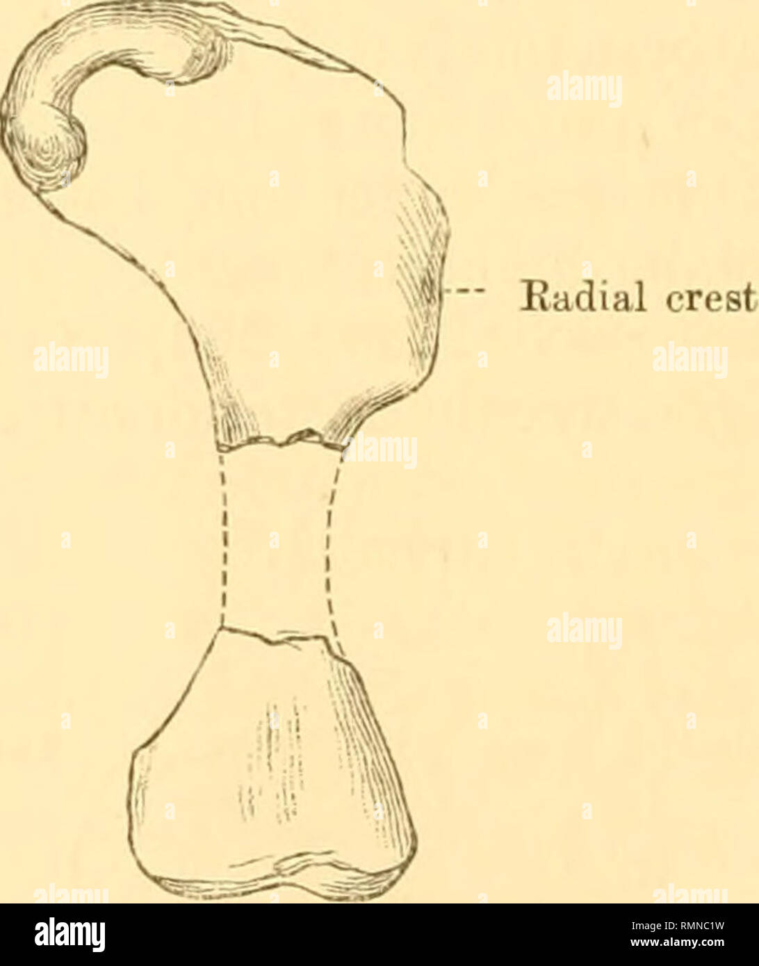 . The Annals and magazine of natural history; zoology, botany, and ...