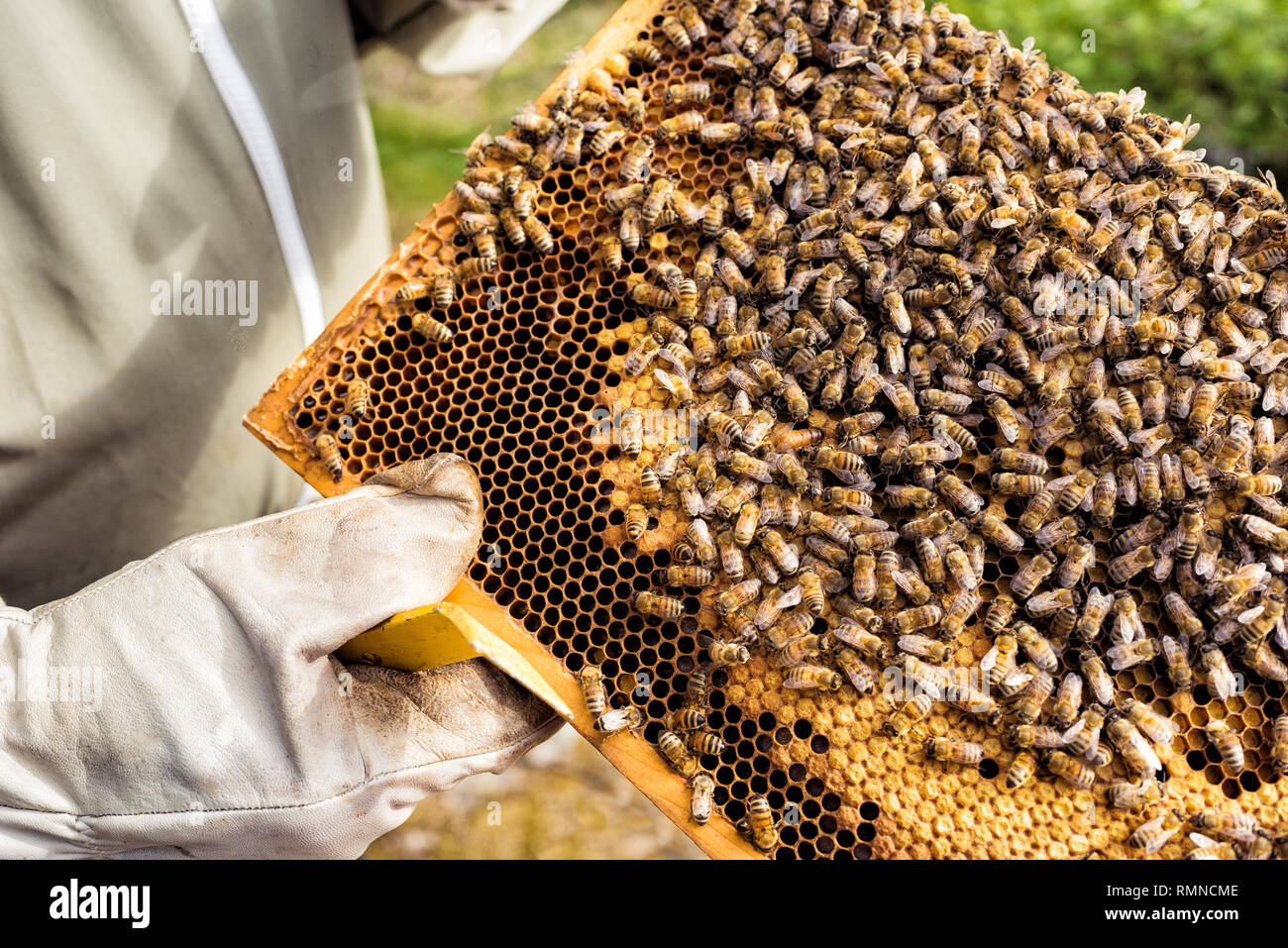 Hand bee holding honeycomb hi-res stock photography and images - Alamy