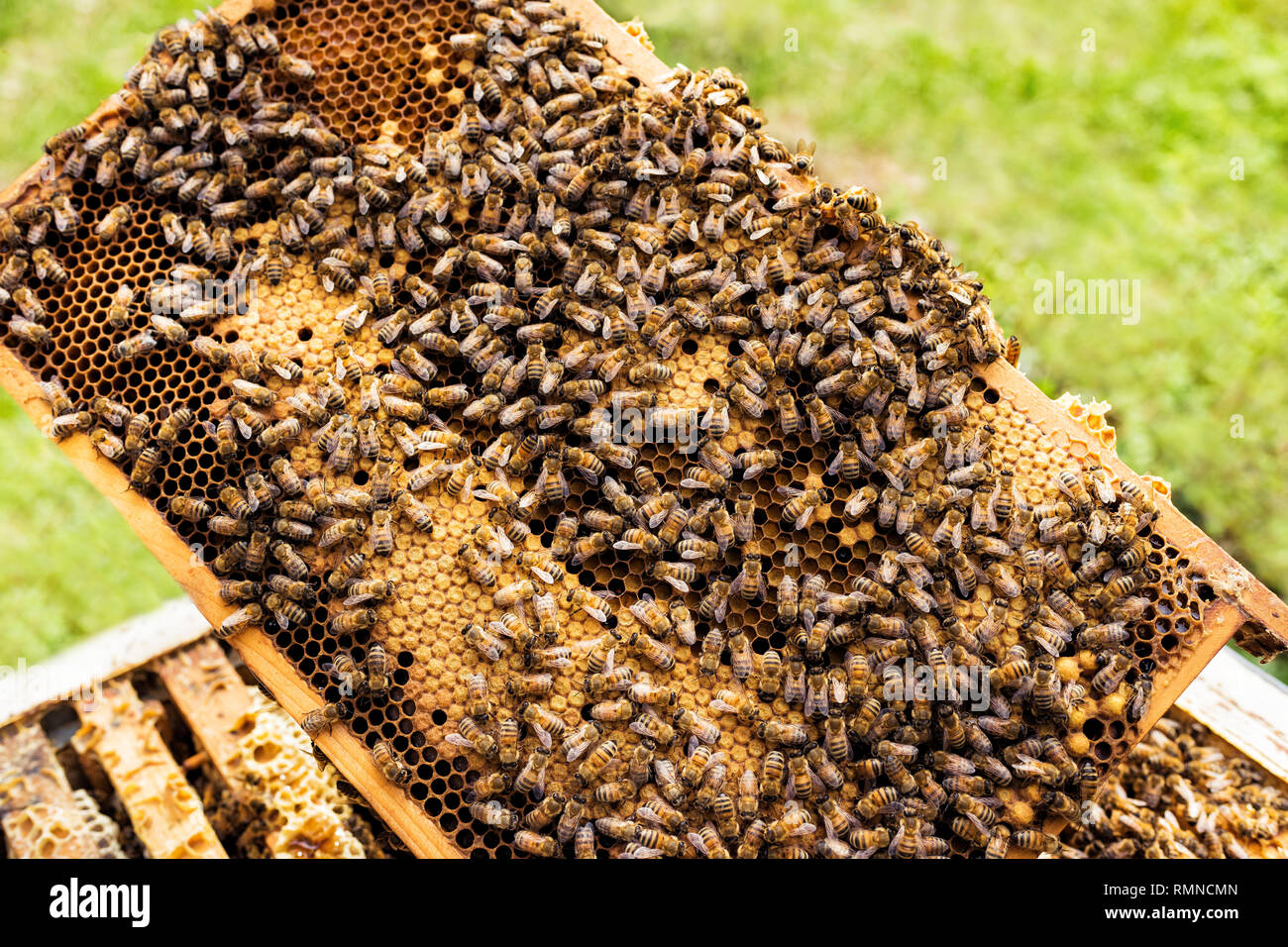Smart bees hi-res stock photography and images - Alamy