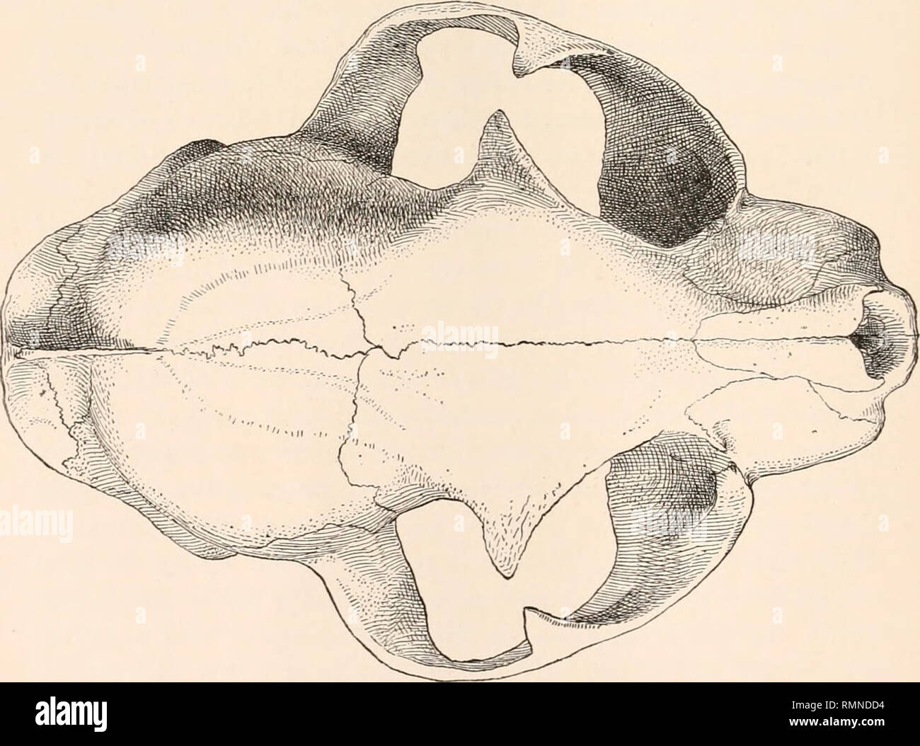 Scottish wild cat l hi-res stock photography and images - Alamy