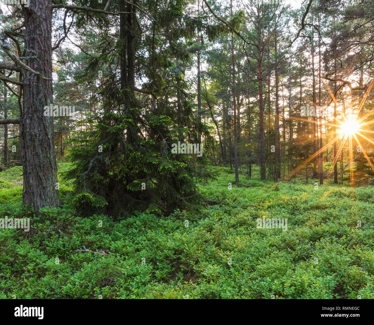 Forest sunbeam green hi-res stock photography and images - Alamy