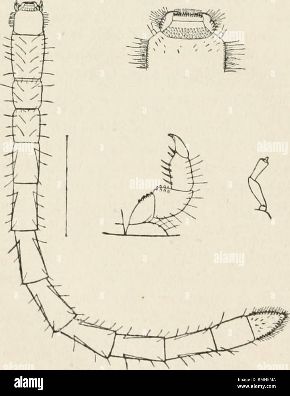 Punctate punctures hi-res stock photography and images - Alamy