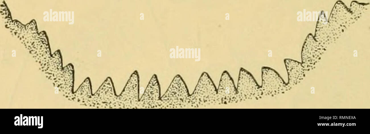 Pectinate muscles hi-res stock photography and images - Alamy