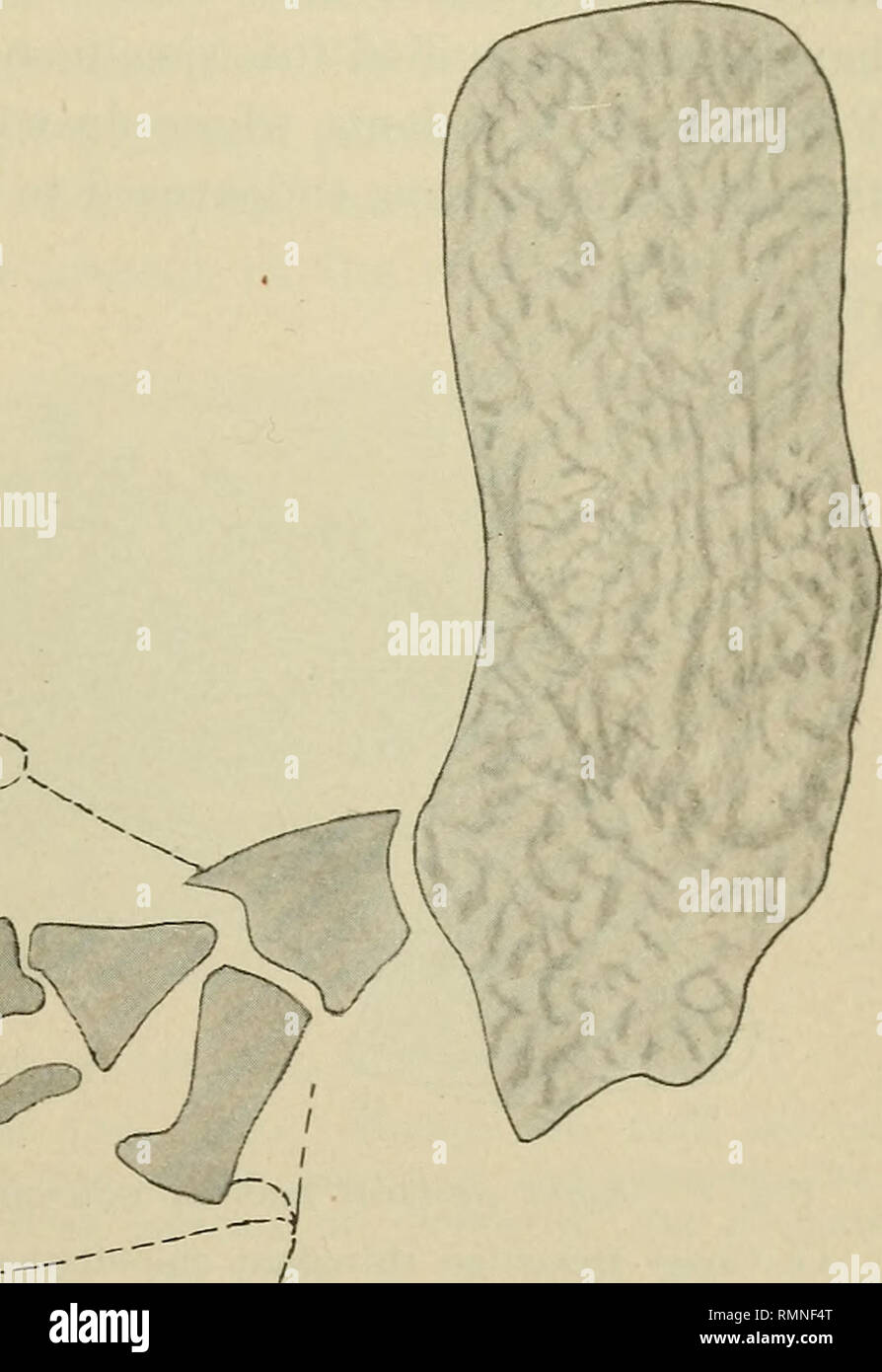 . Annals of the New York Academy of Sciences. Science. Fig. 8.—Right ...