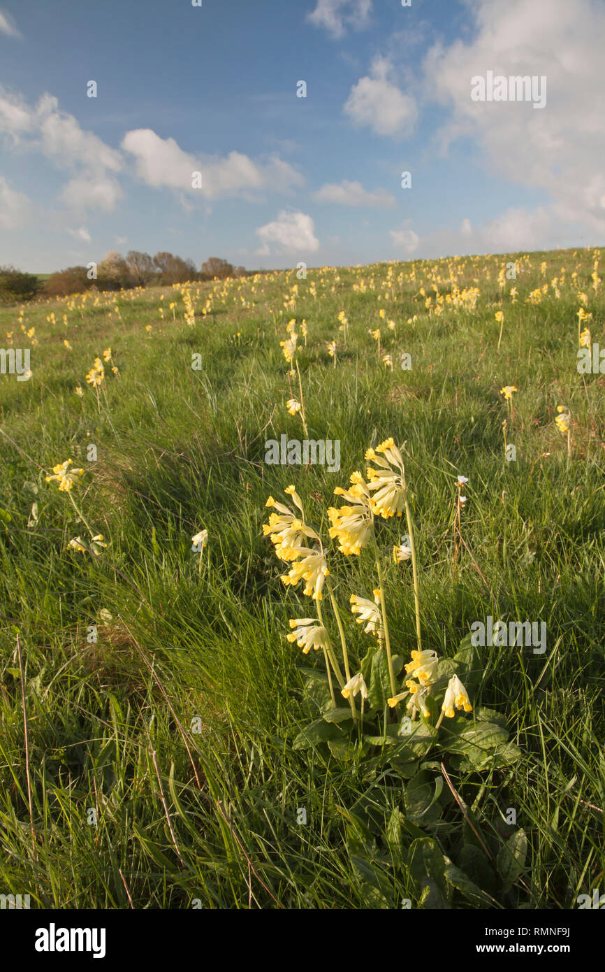Cowslips on meadow Stock Photo - Alamy
