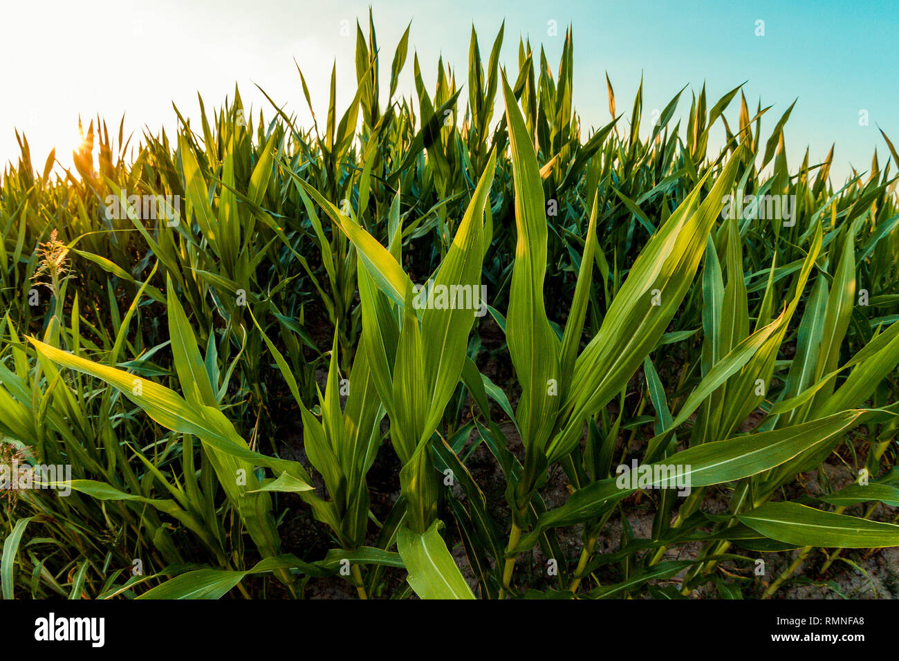 corn field - countryside and farming concept Stock Photo - Alamy