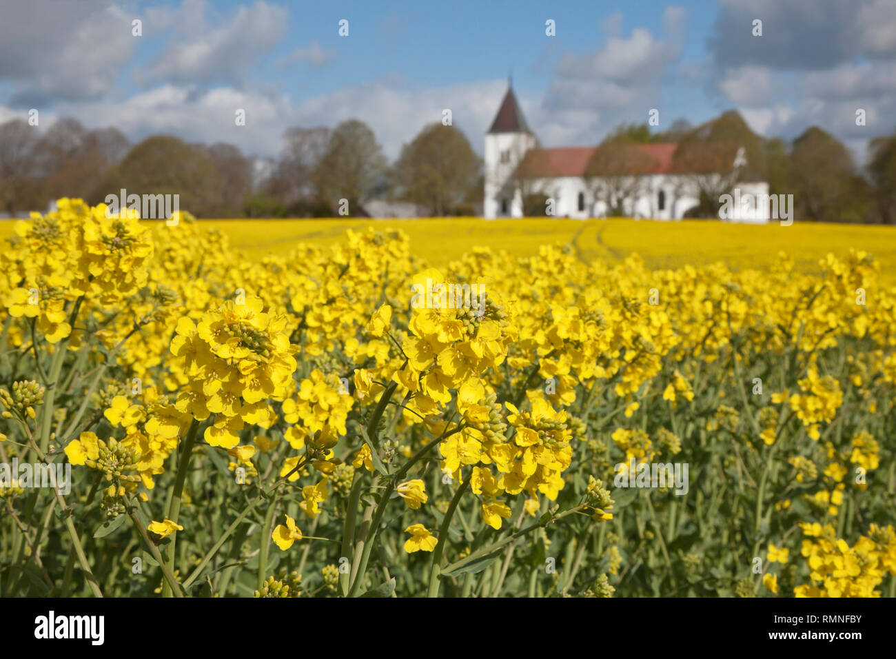 Flowering yellow field Stock Photo - Alamy