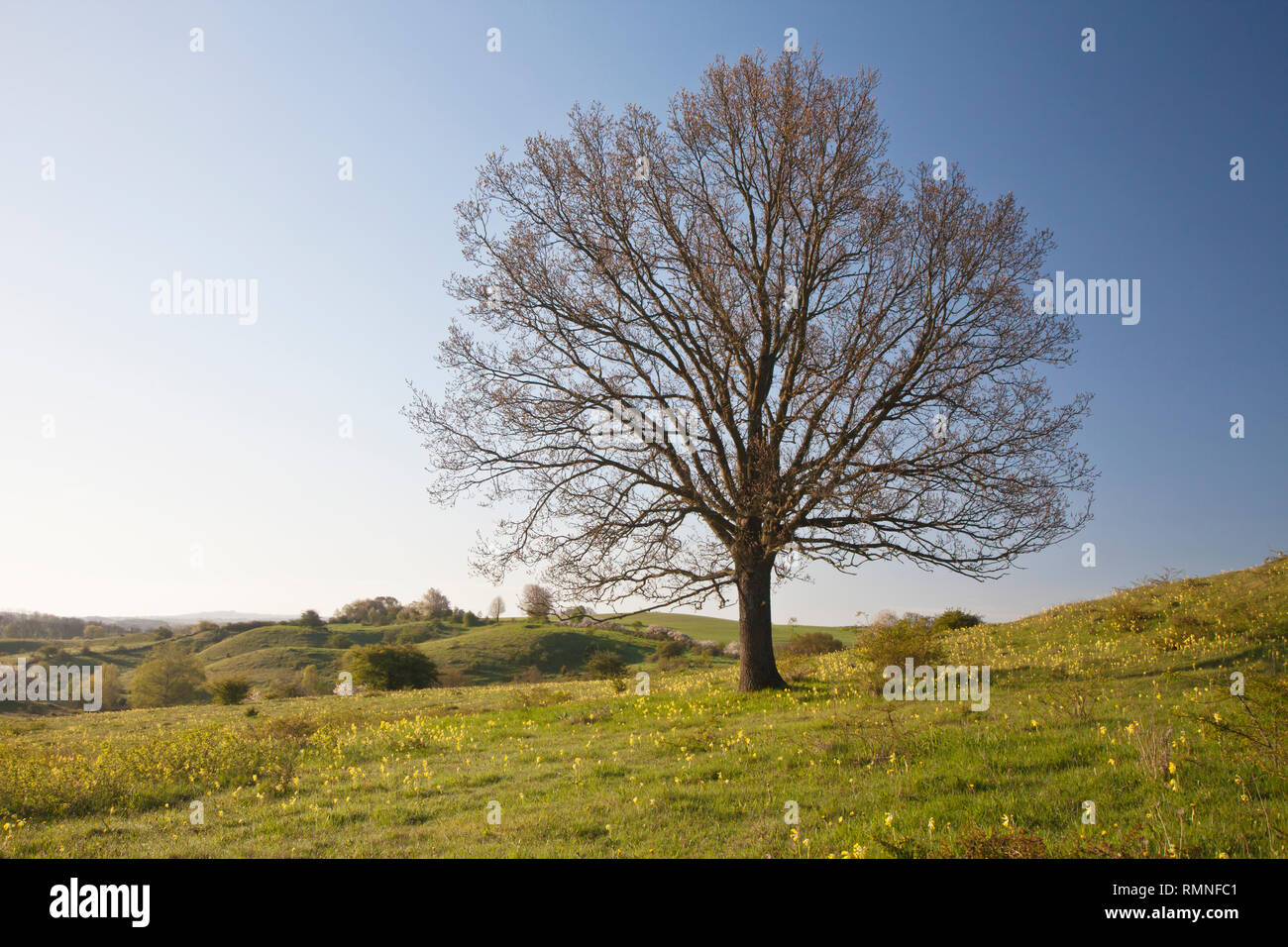 Primrose tree hi-res stock photography and images - Alamy