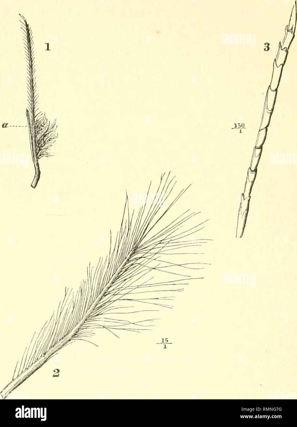 Barbicels hi-res stock photography and images - Alamy