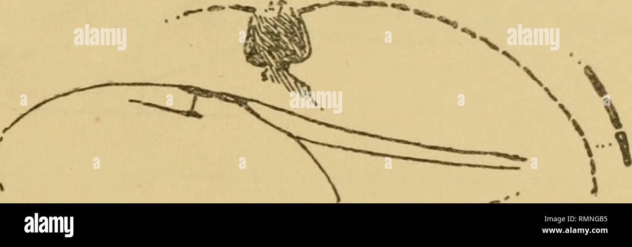 Zygota hi-res stock photography and images - Alamy