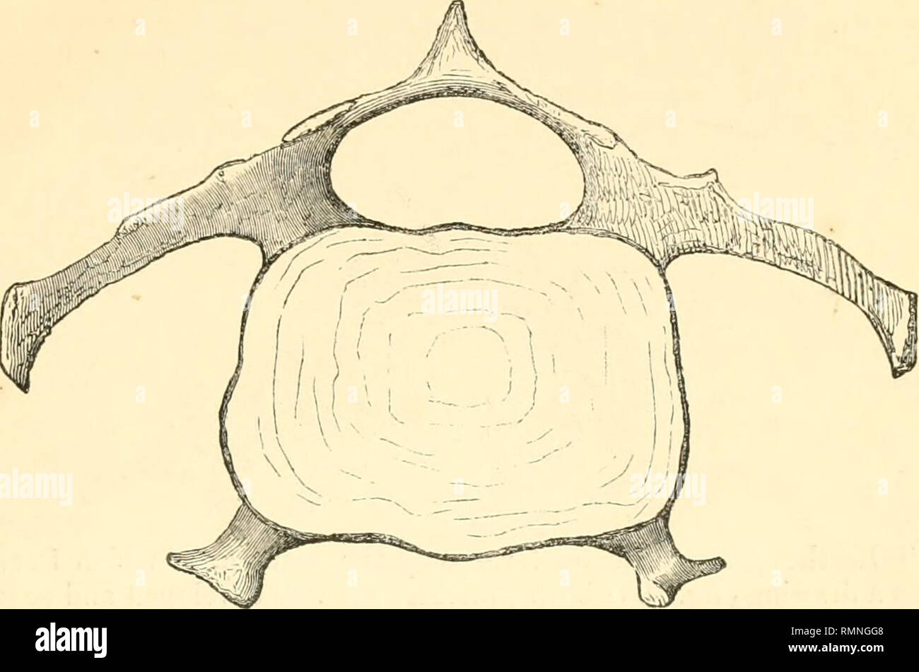 Transverse processes of cervical vertebrae hi-res stock photography and ...