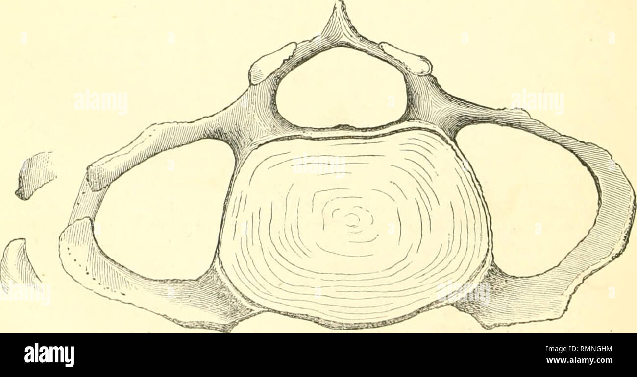 Cervical vertebra drawing hi-res stock photography and images - Alamy