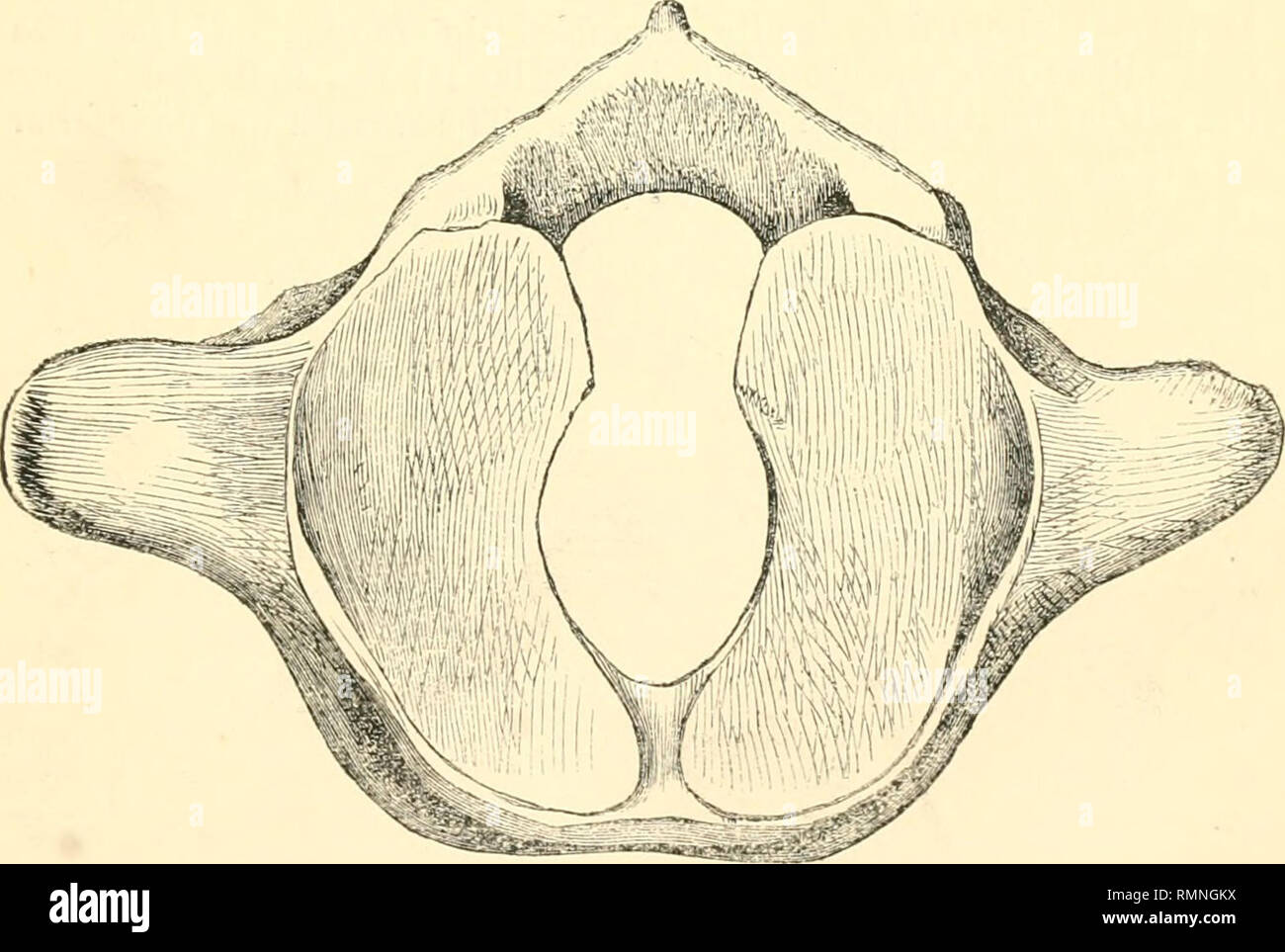 Cervical vertebra drawing hi-res stock photography and images - Alamy