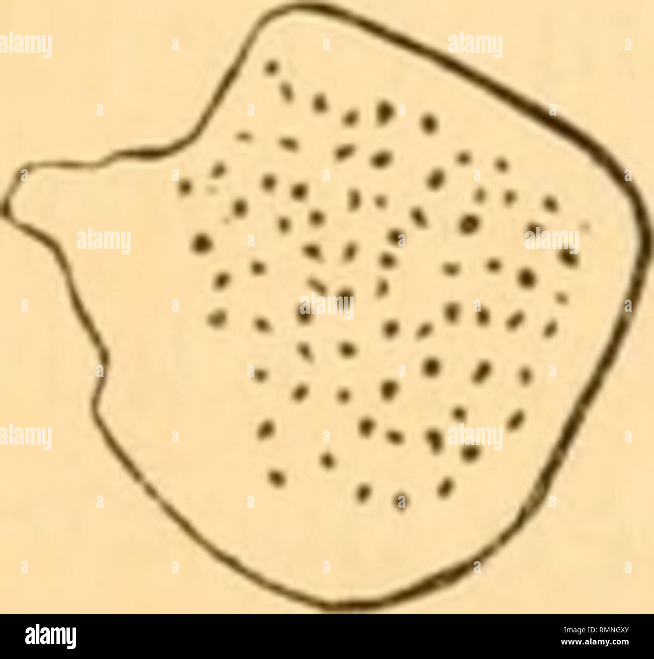 . The Annals and magazine of natural history; zoology, botany, and ...