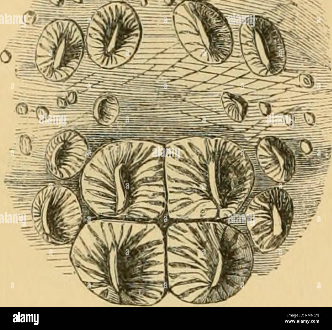 . The Annals and magazine of natural history; zoology, botany, and ...