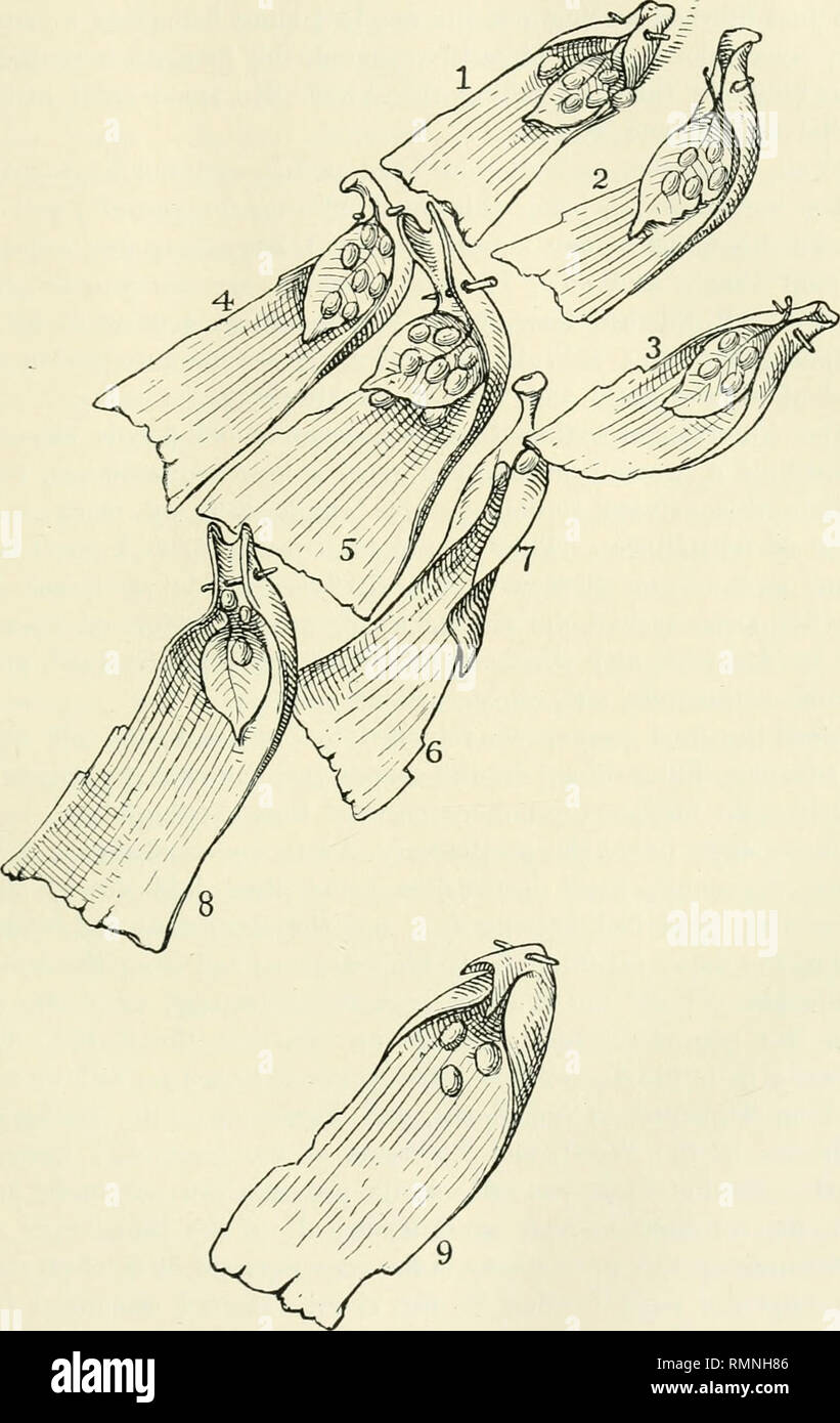 Bagobo hi-res stock photography and images - Alamy