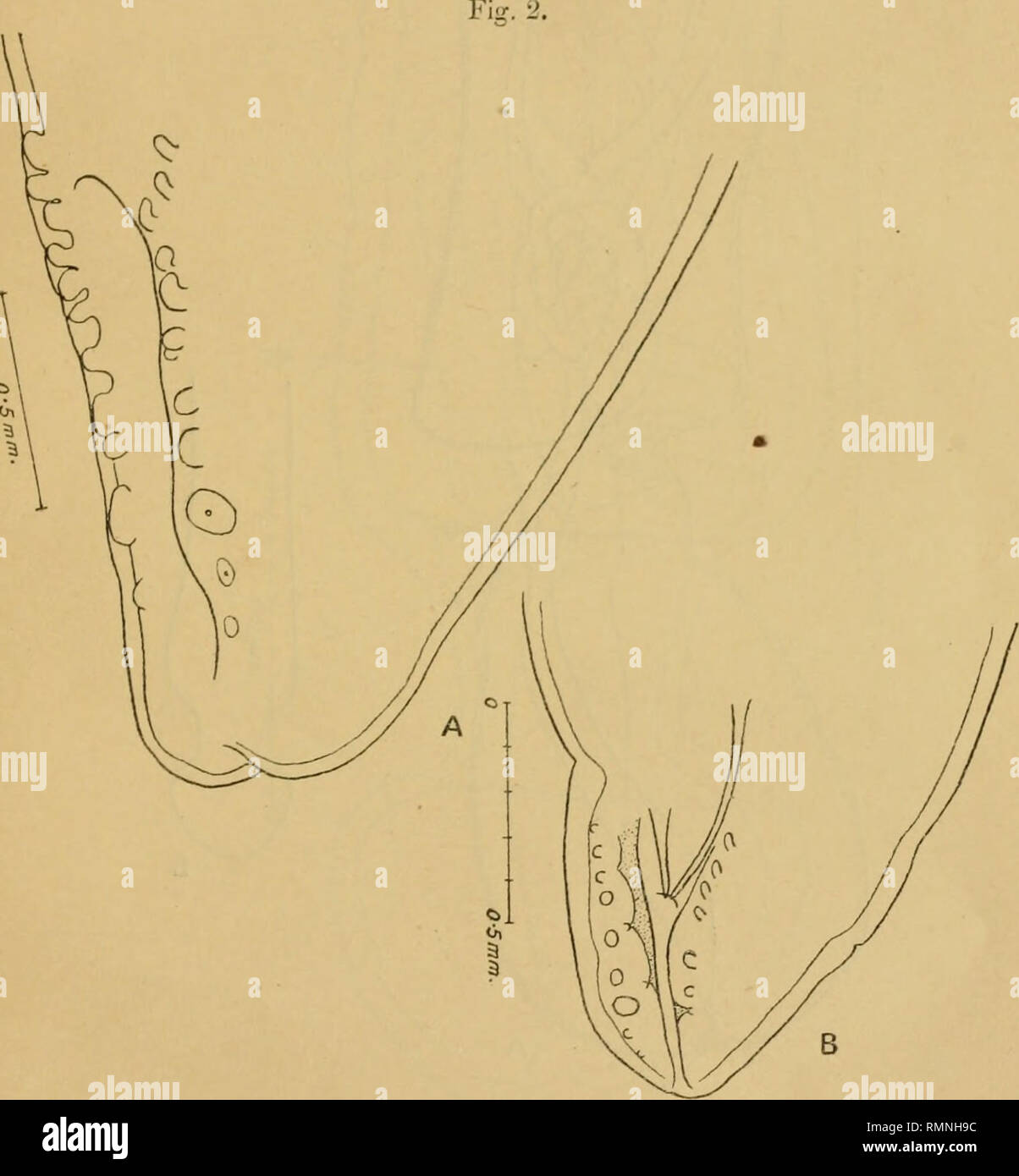 . The Annals and magazine of natural history; zoology, botany, and ...