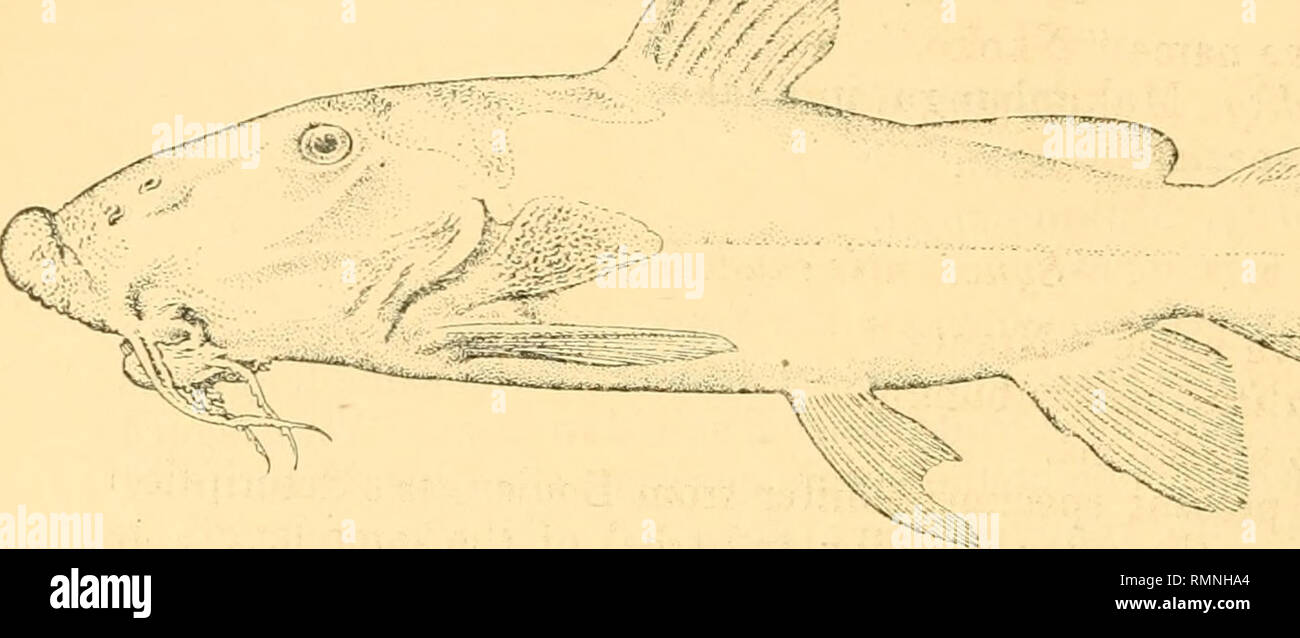 Maxillary barbel hi-res stock photography and images - Alamy