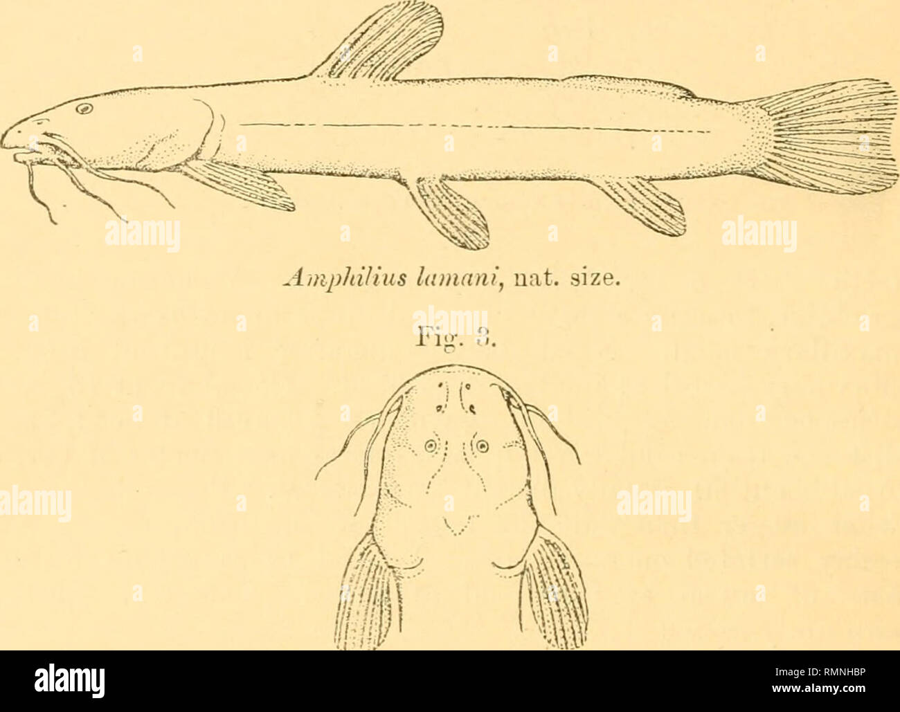 Maxillary barbel hi-res stock photography and images - Alamy