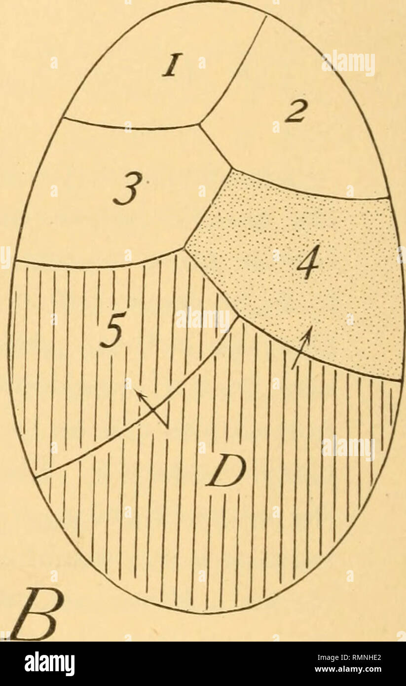 Annelid diagram hi-res stock photography and images - Alamy