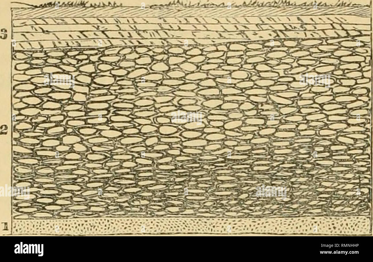 Coprolite hi-res stock photography and images - Alamy
