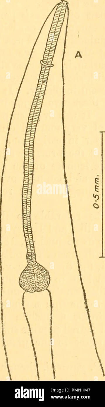 Oxyuris Stock Photos & Oxyuris Stock Images - Alamy