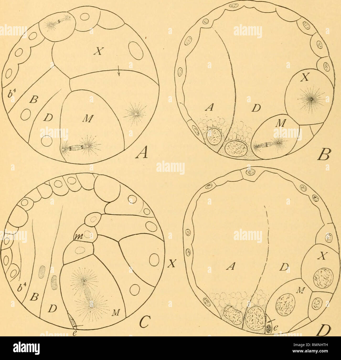 Sagittal band hi-res stock photography and images - Alamy