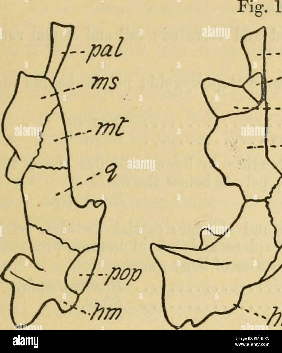 Akysis hi-res stock photography and images - Alamy