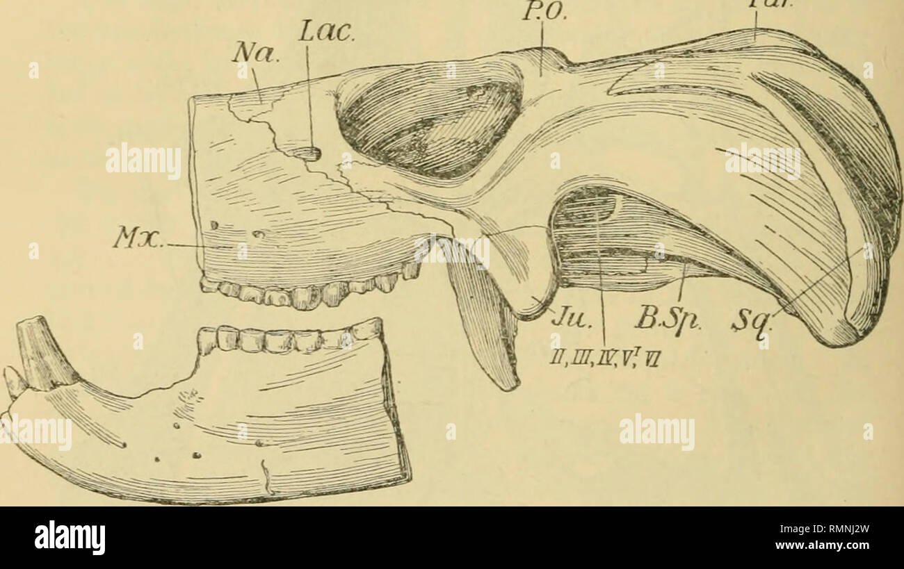 . The Annals and magazine of natural history; zoology, botany, and ...